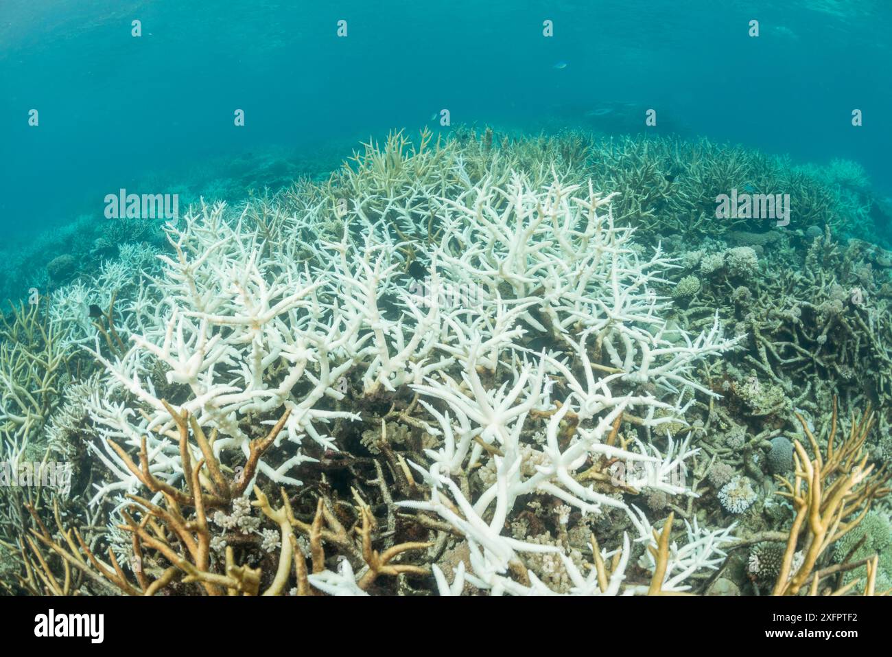Coral bleaching in the northern Great Barrier Reef, Queensland ...