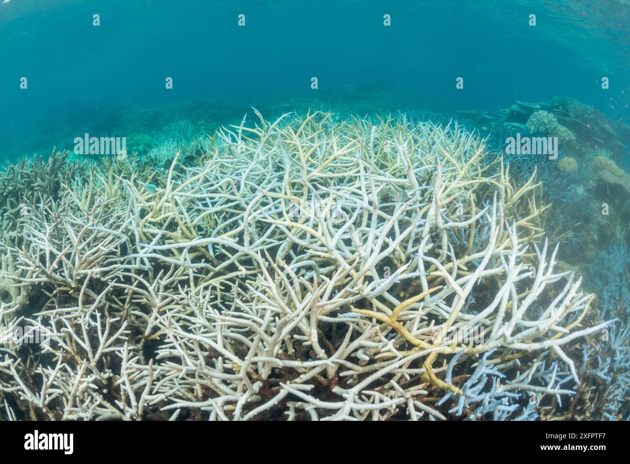 Coral bleaching in the northern Great Barrier Reef, Queensland ...