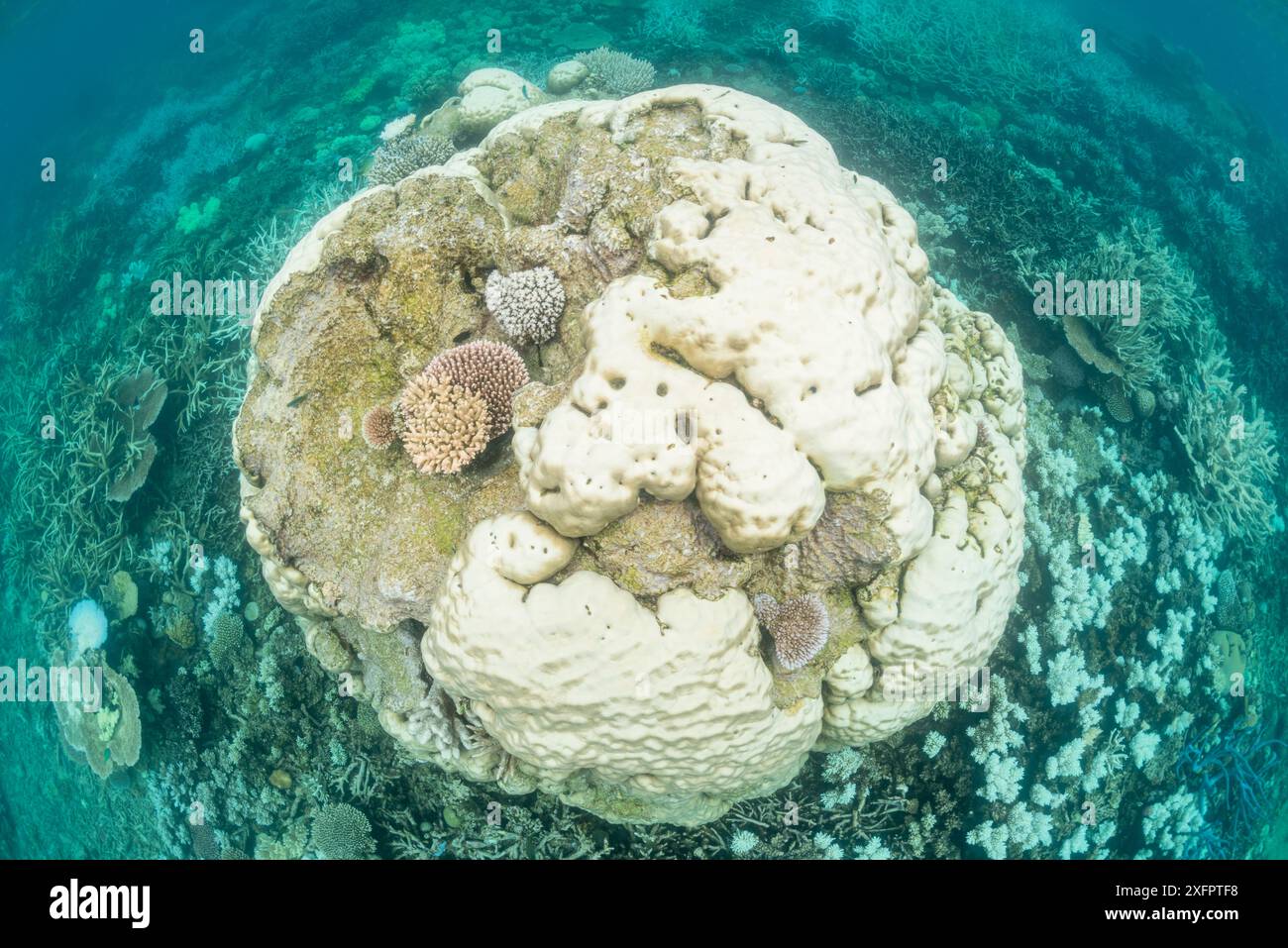 Coral bleaching in the northern Great Barrier Reef, Queensland ...