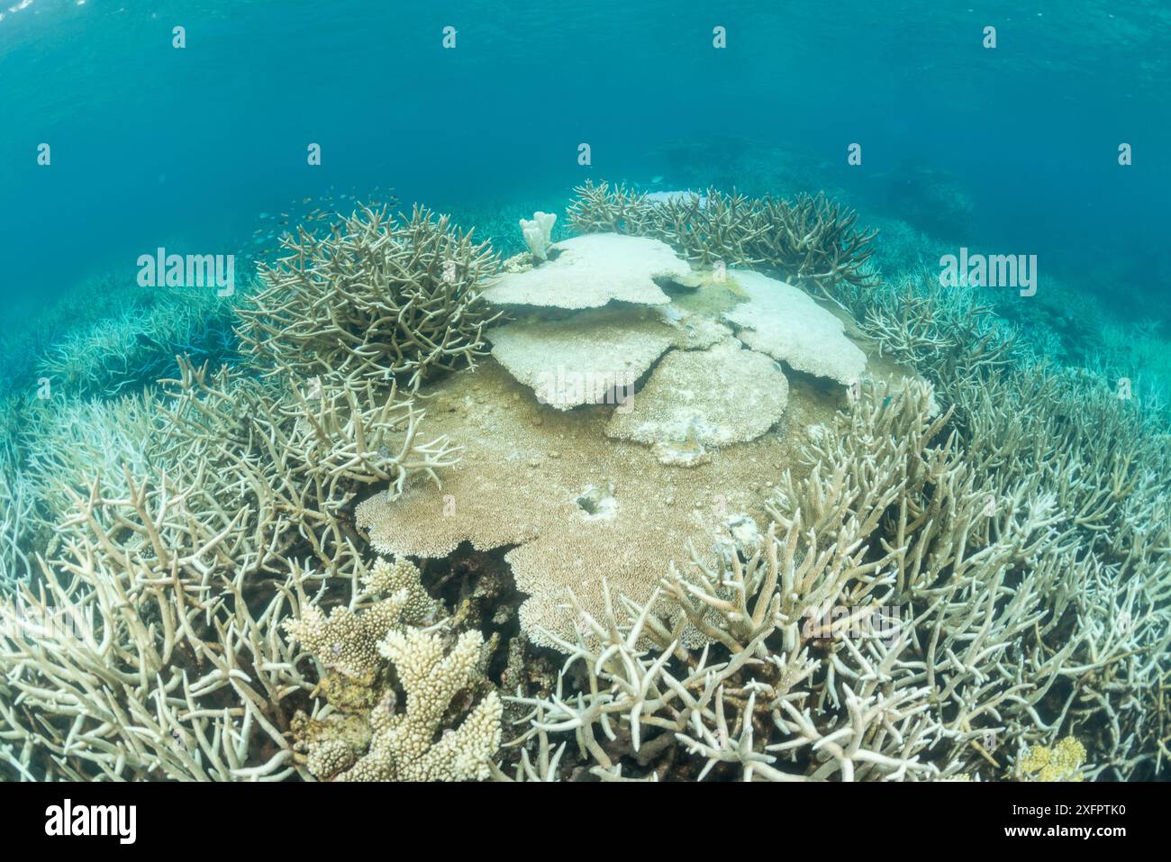 Coral bleaching in the northern Great Barrier Reef, Queensland ...