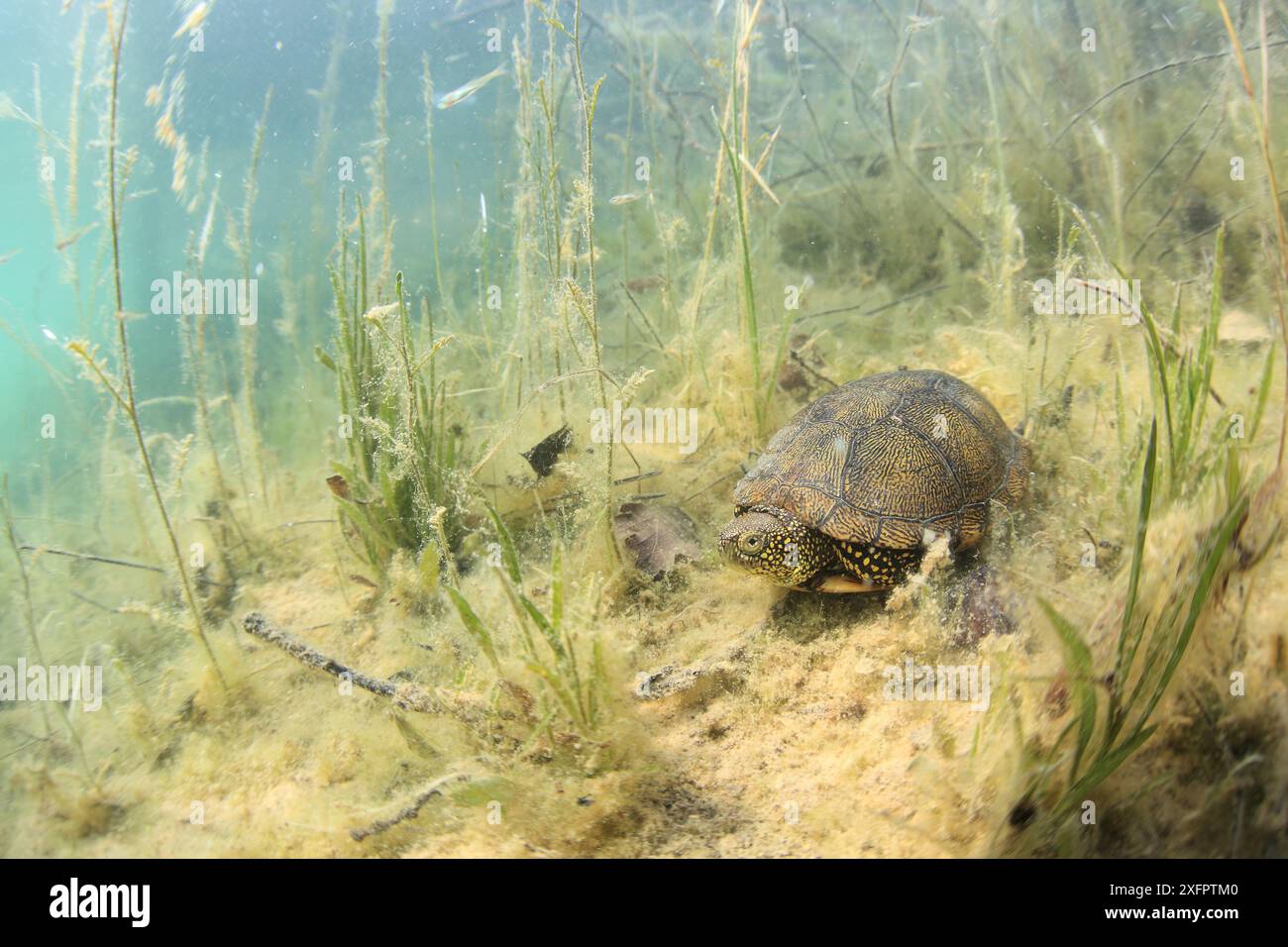 European pond turtle (Emys orbicularis) underwater in a lake, Var ...