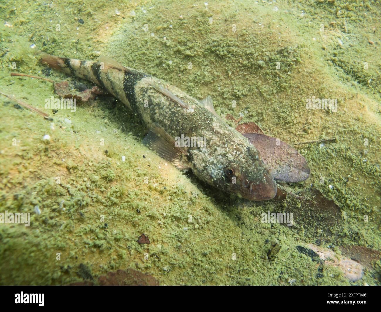 Zingel asper hi-res stock photography and images - Alamy