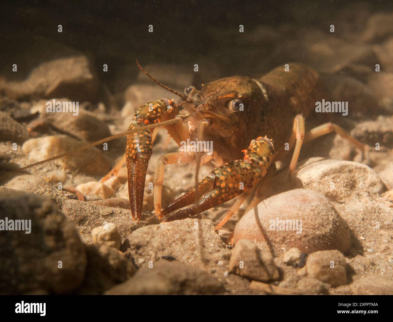 Louisiana crayfish (Procambarus clarkii) in a river. Alps, Savoie ...