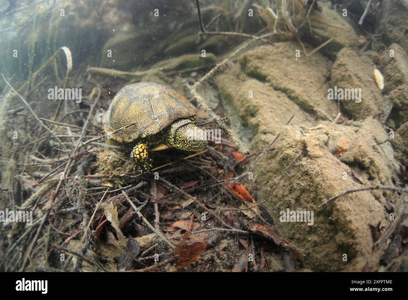 European pond turtle (Emys orbicularis) underwater in a lake, Var ...