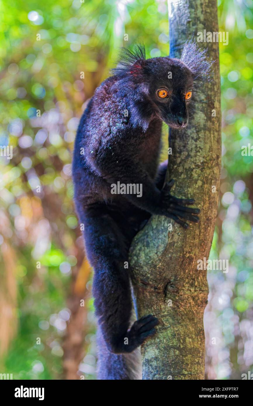 Eulemur macaco sitting on a tree, holding onto the trunk. The endemic ...