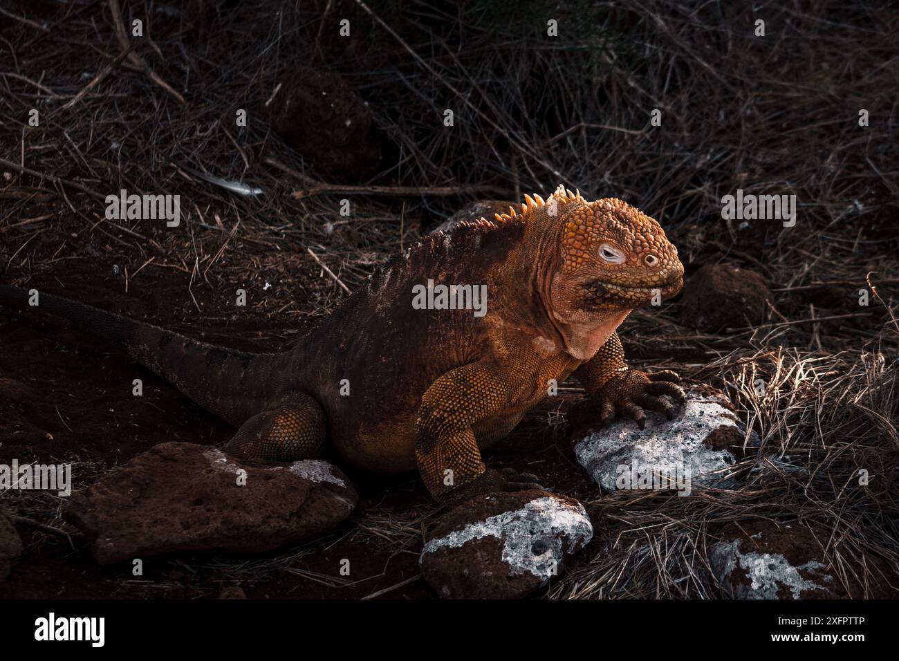 Iguana showcases hi-res stock photography and images - Alamy