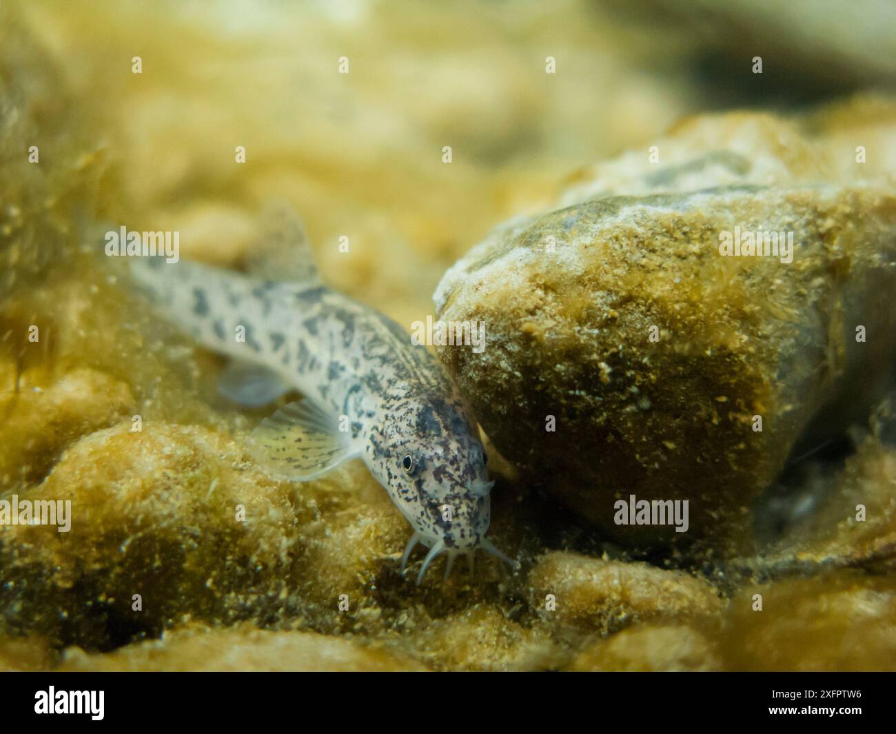 Stone loach (Barbatula barbatula) in a river. Savoie, Alps, France ...