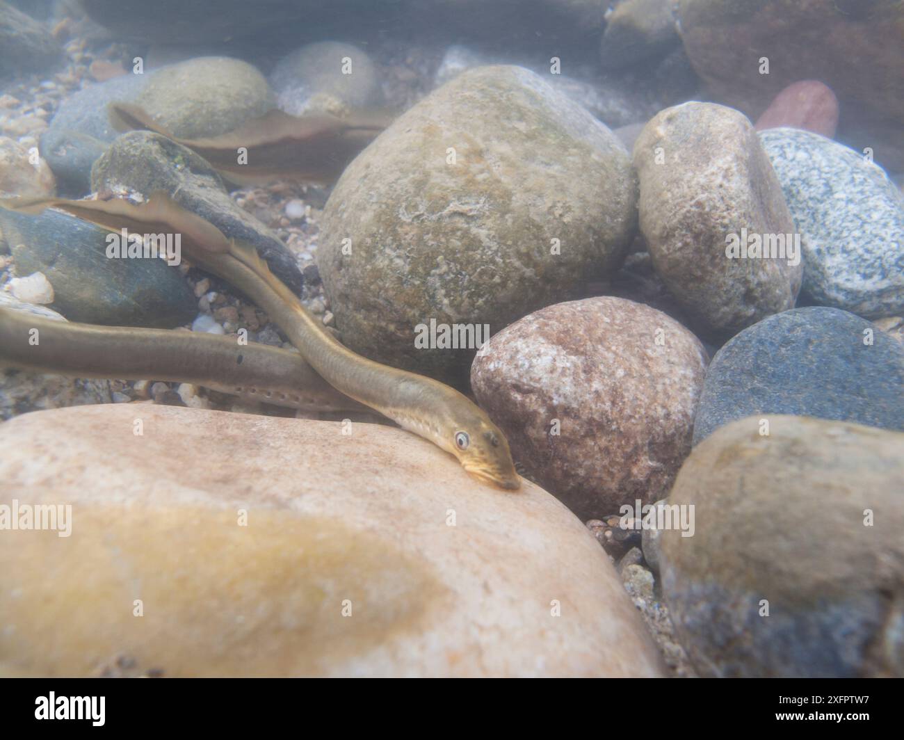 In the river is also brook lampreys hi-res stock photography and images ...