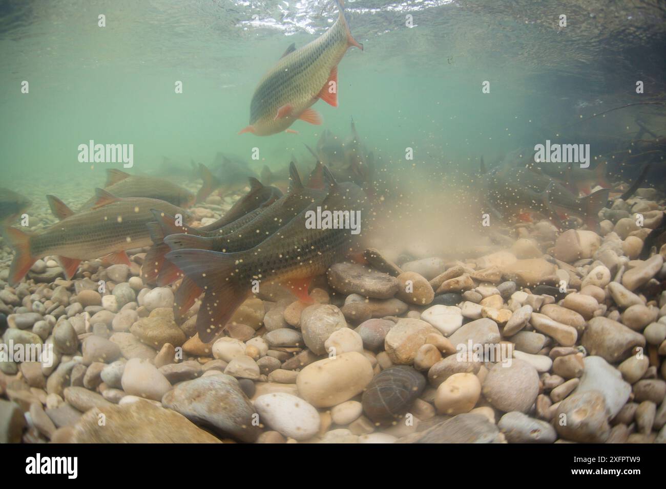 Common nase (Chondrostoma nasus) spawning in river, River Ain, Alps ...