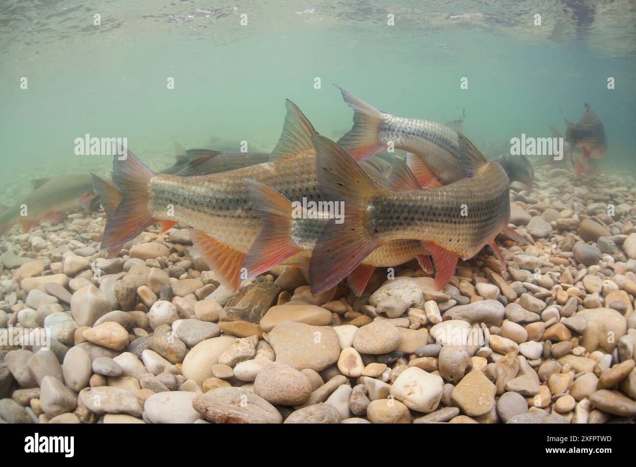 Common nase (Chondrostoma nasus) in a river during the spawning, River ...