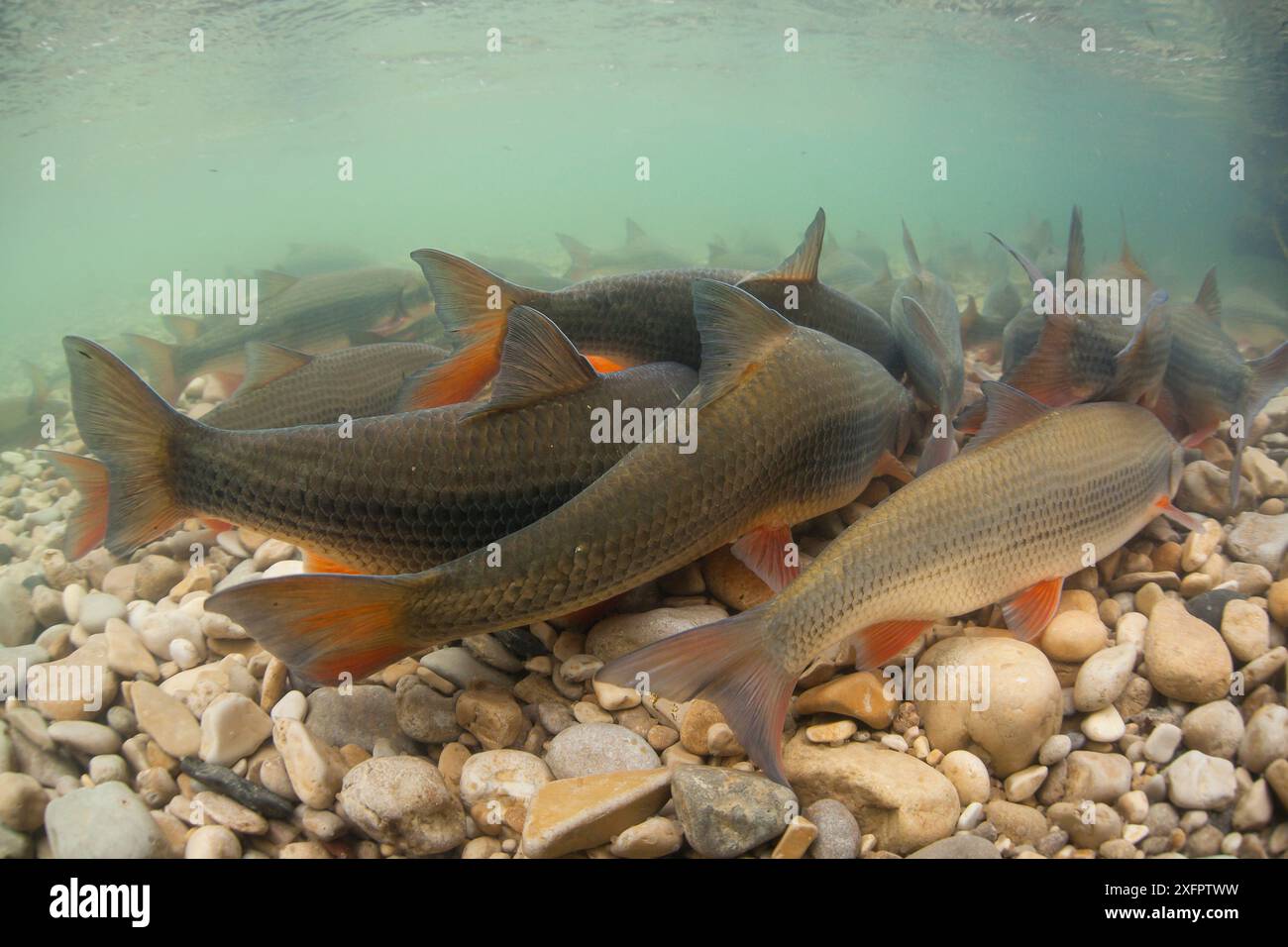 Common nase (Chondrostoma nasus) migration for spawning, Alps, River ...