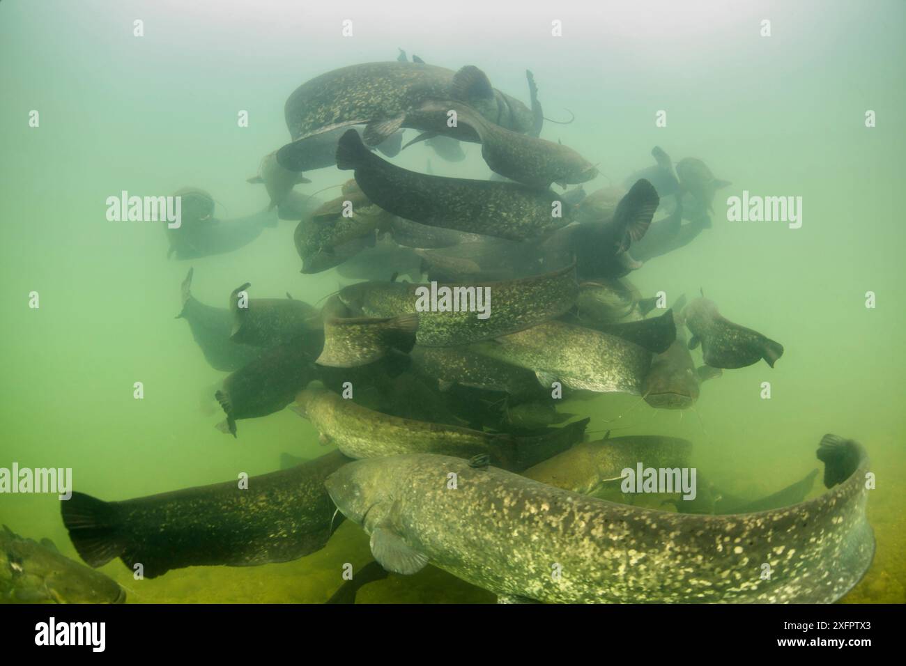 Wels catfish (Silurus glanis), massive gathering, River Rhone, France ...