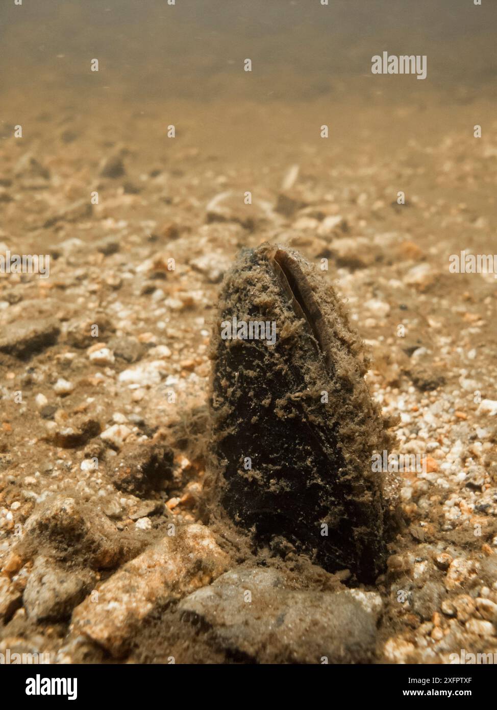 Freshwater pearl mussel (Margaritifera margaritifera) on riverbed ...