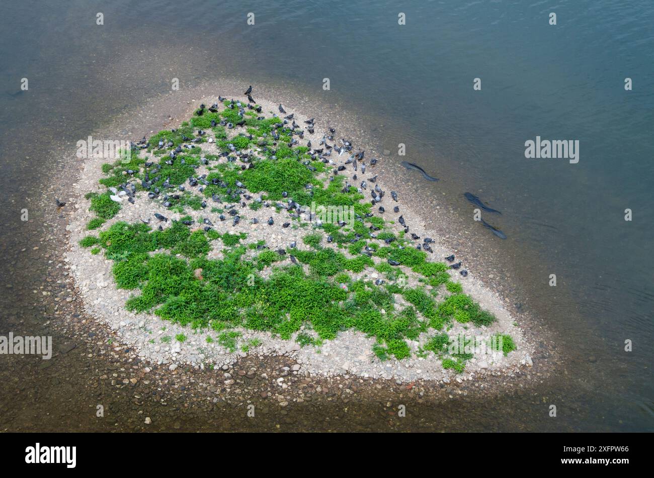 Small wels hi-res stock photography and images - Alamy