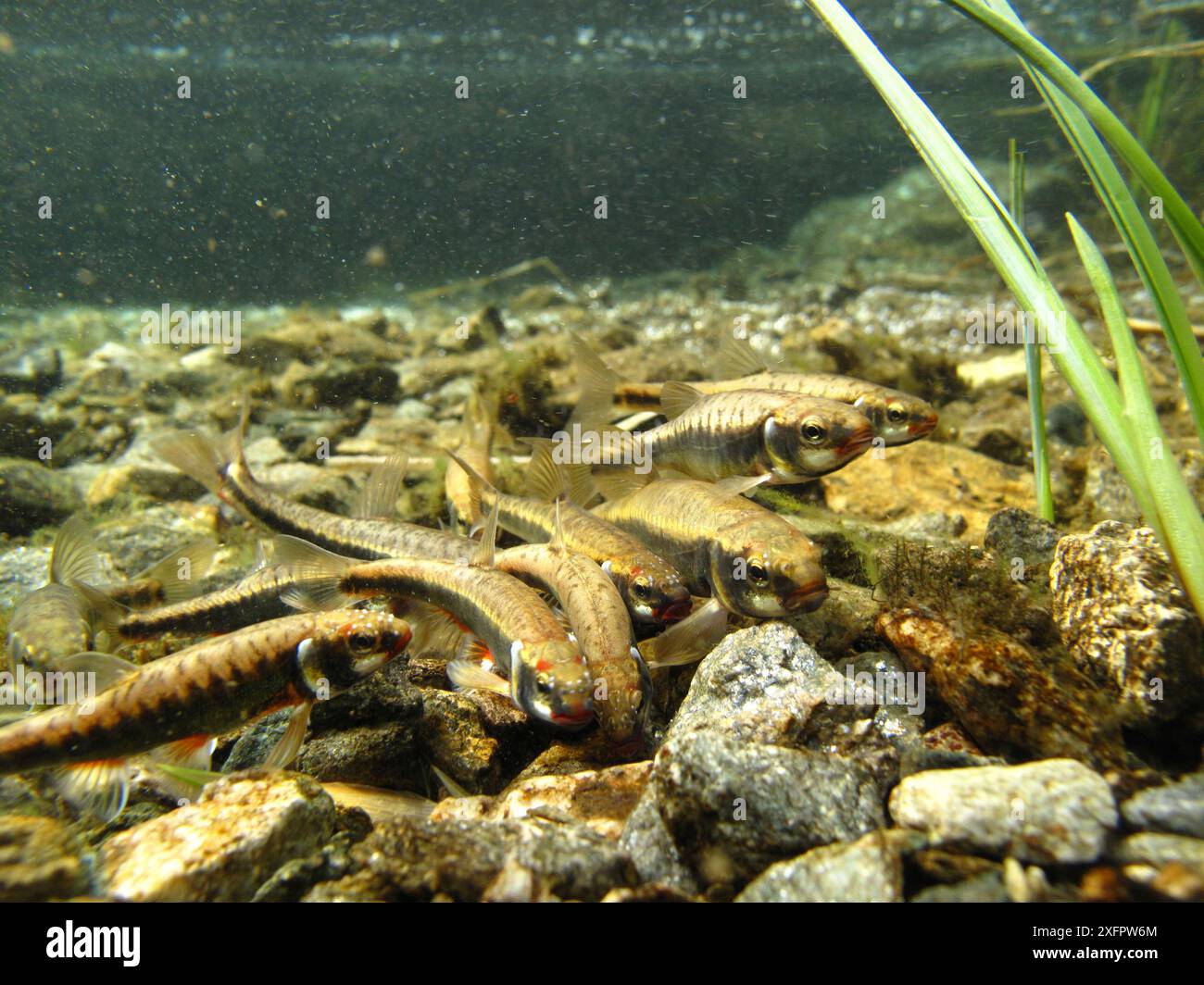 Phoxinus hi-res stock photography and images - Alamy