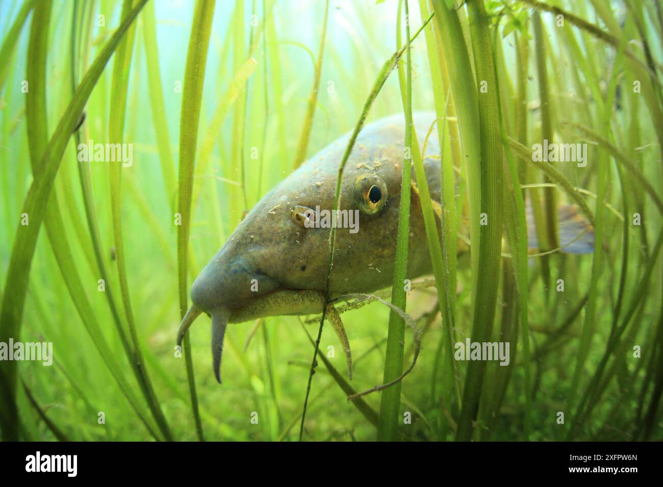 Aquatic animals and plants hi-res stock photography and images - Alamy