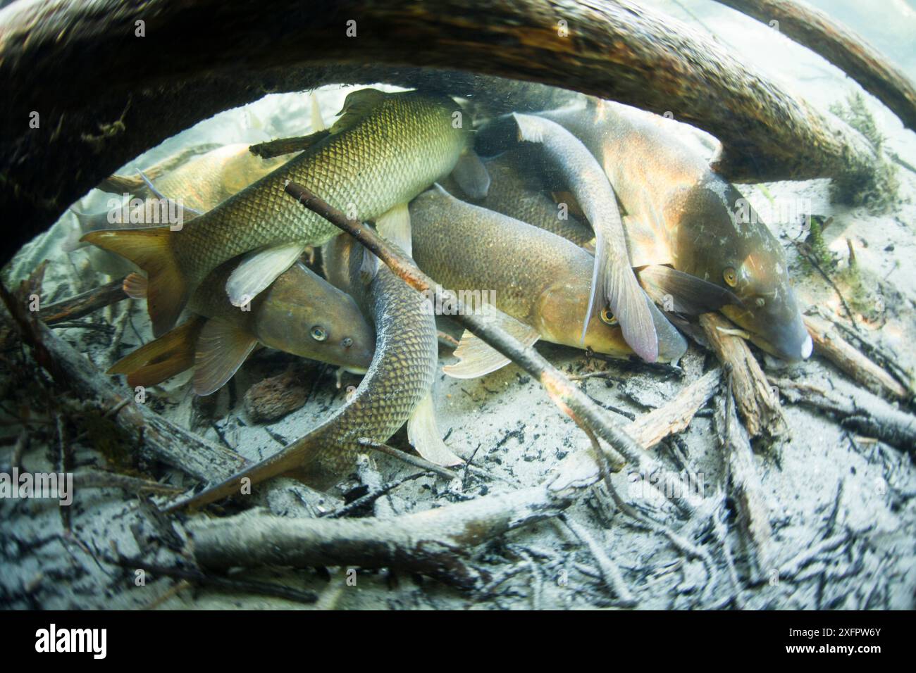 Common barbel (Barbus barbus) gregarious behavior, River Rhone, France ...