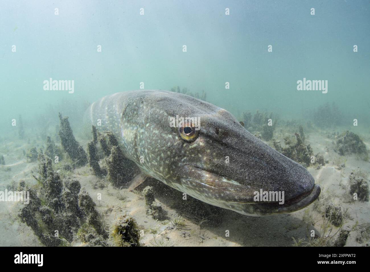 Northern pike (Esox lucius), large individual, more than a meter long ...