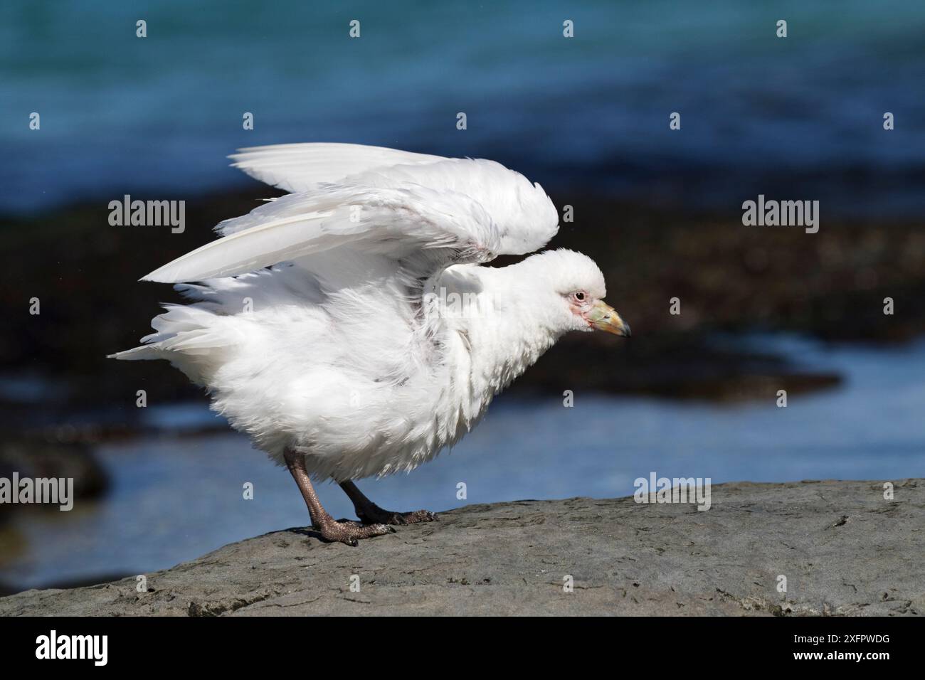 Pale-faced sheathbill (Chionis albus) flapping wings after bathing in a ...