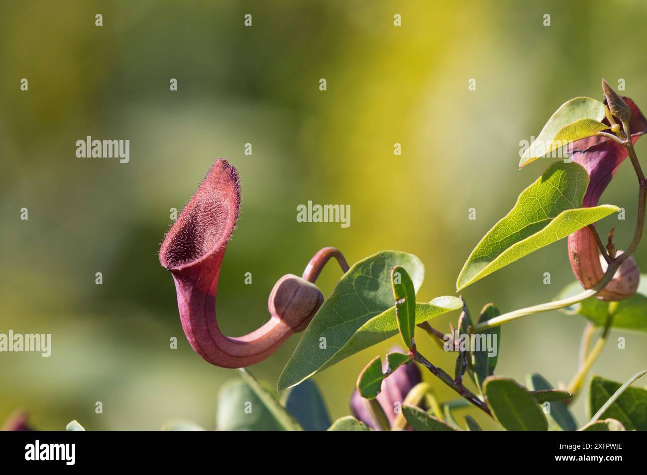 Andalusian Dutchman's pipe (Aristolochia baetica) Quinta do Lago part ...