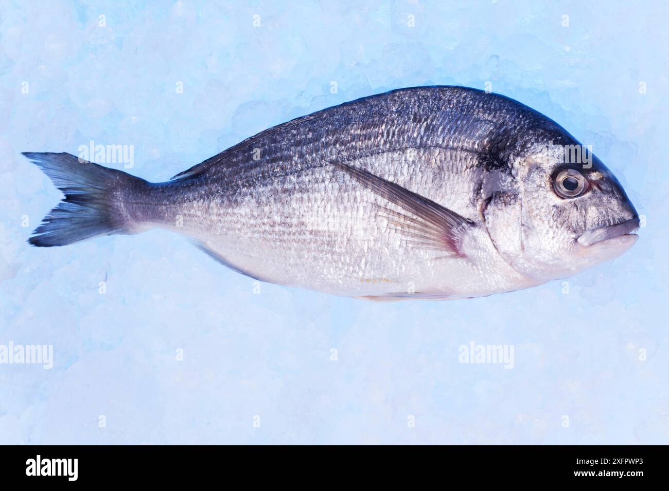Bony bream hi-res stock photography and images - Alamy