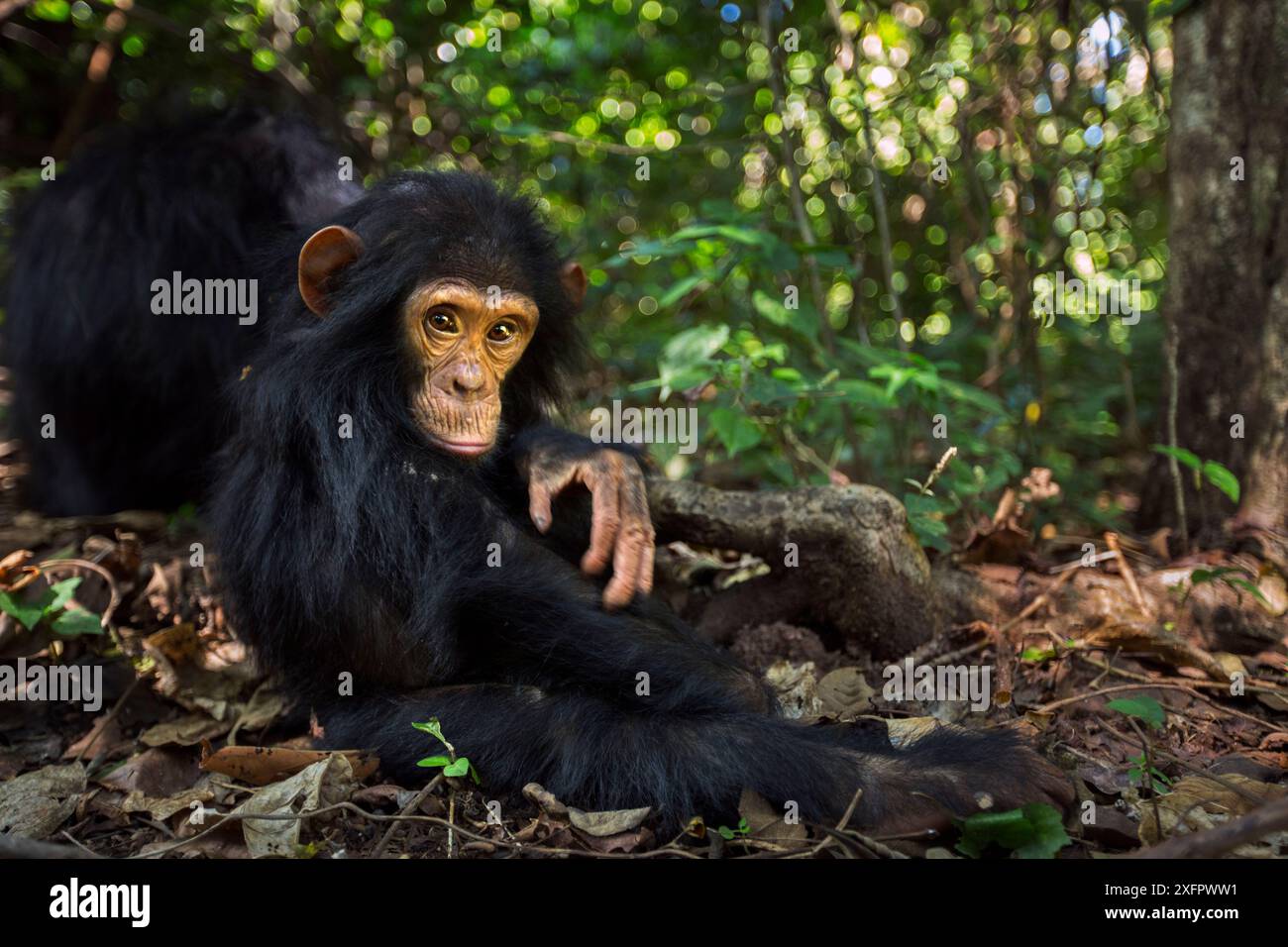 Eastern chimpanzee (Pan troglodytes schweinfurtheii) juvenile male ...