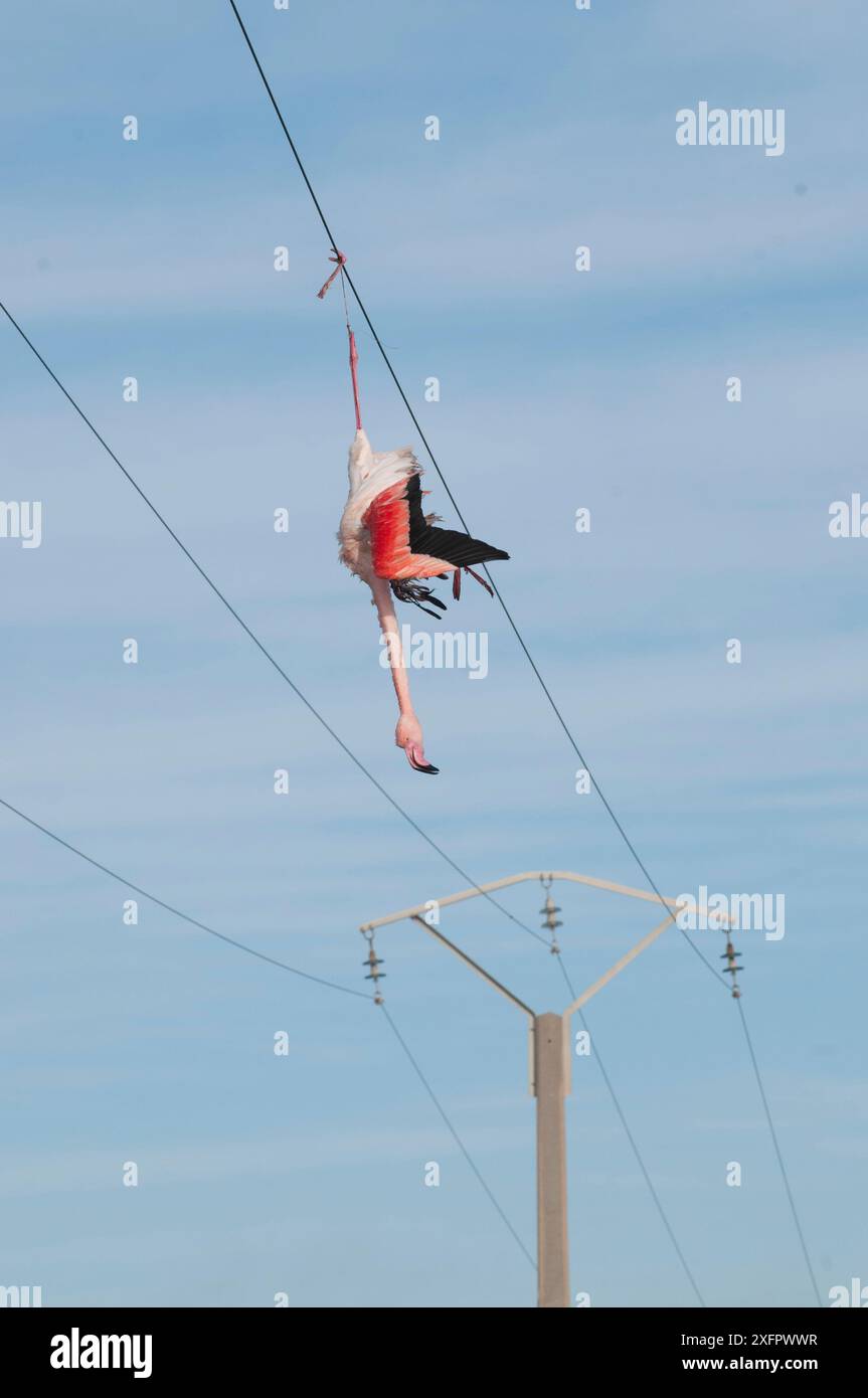 Electrocuted birds hi-res stock photography and images - Alamy
