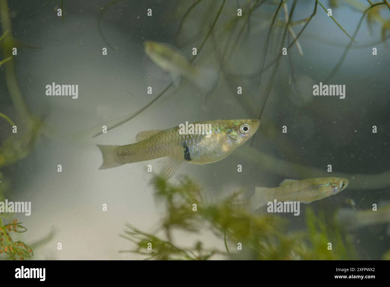 Mosquitofish (Gambusia affinis) female, introduced species to control ...