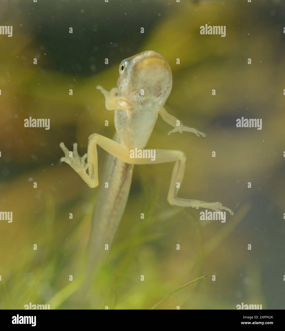 European tree frog (Rana meridionalis) tadpole metamorphising into frog ...