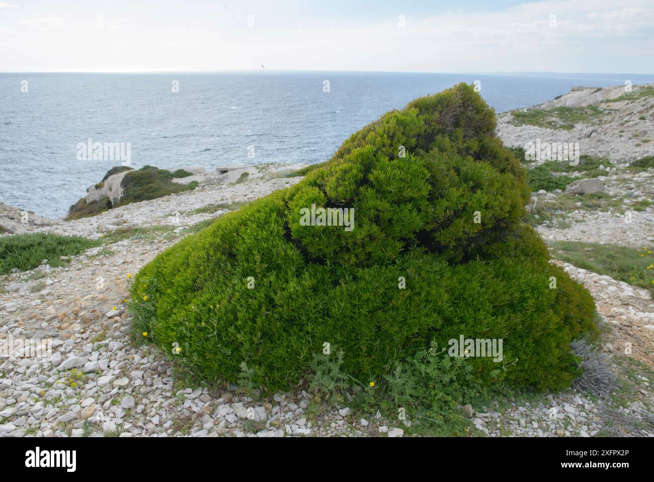 False olive (Phillyrea angustifolia) plant on beach, Pomegues Island ...