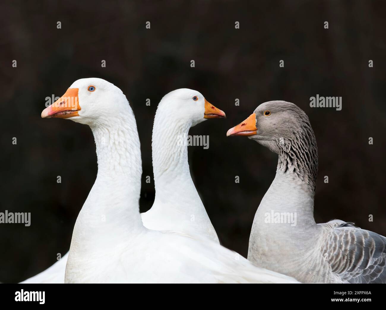 Three funny geese with black background Stock Photo - Alamy