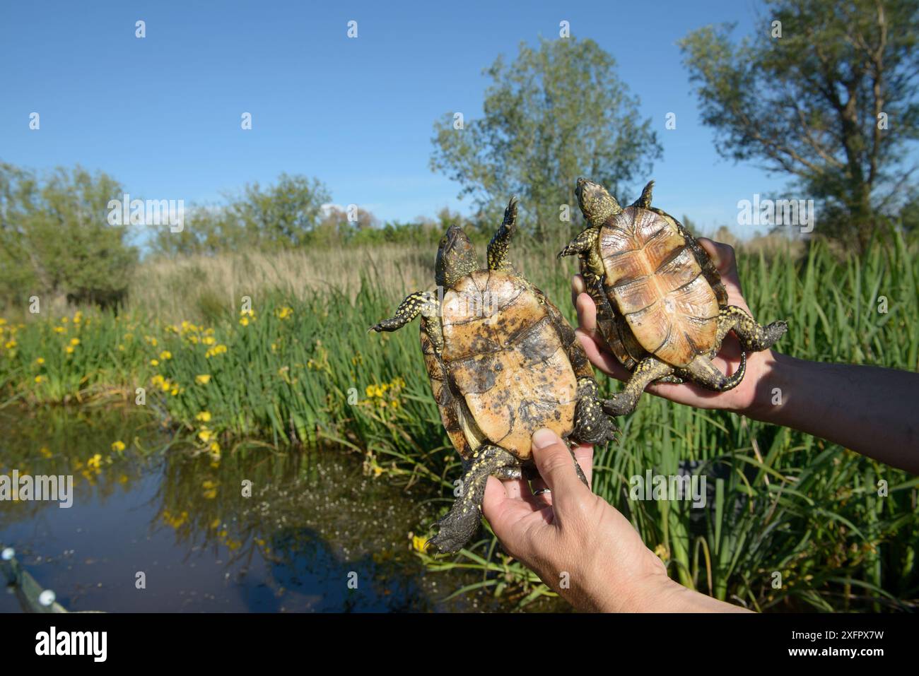 Scientist holding two European pond turtles (Emys orbicularis) during ...