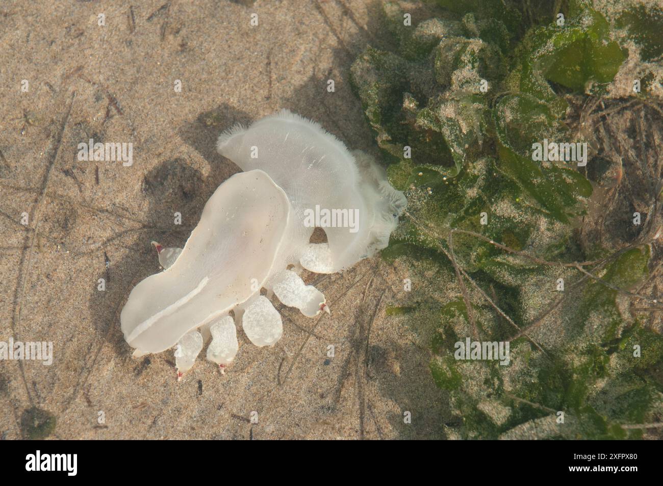 Predatory sea slug (Tethys fimbria) on its back, Salin de Giraud ...