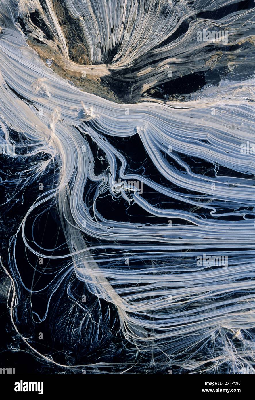 Ribbons of Filamentous bacteria (Beggiatoa sp.) Salin de Giraud ...