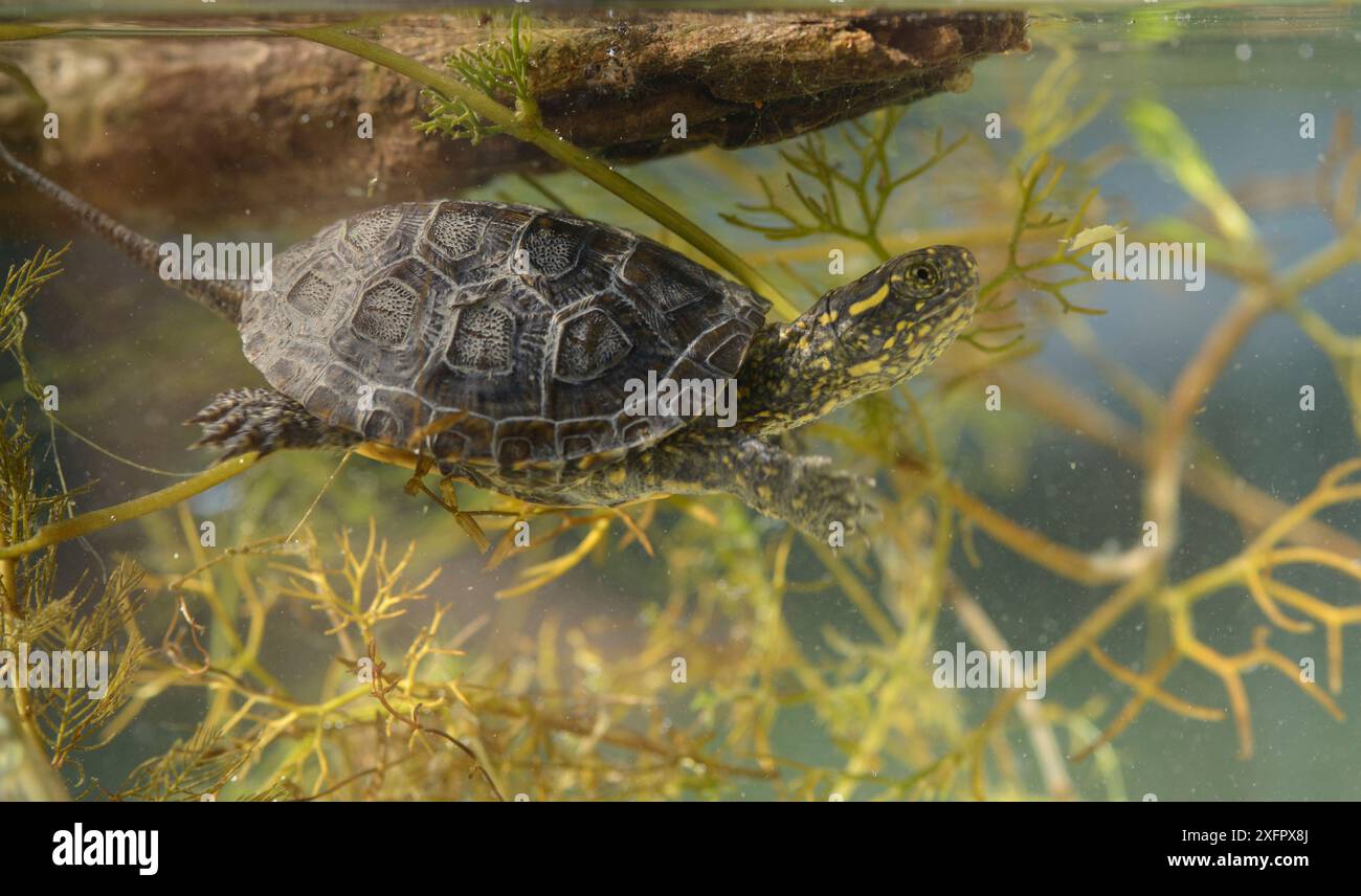 European pond turtle (Emys orbicularis) juvenile breathing at the ...