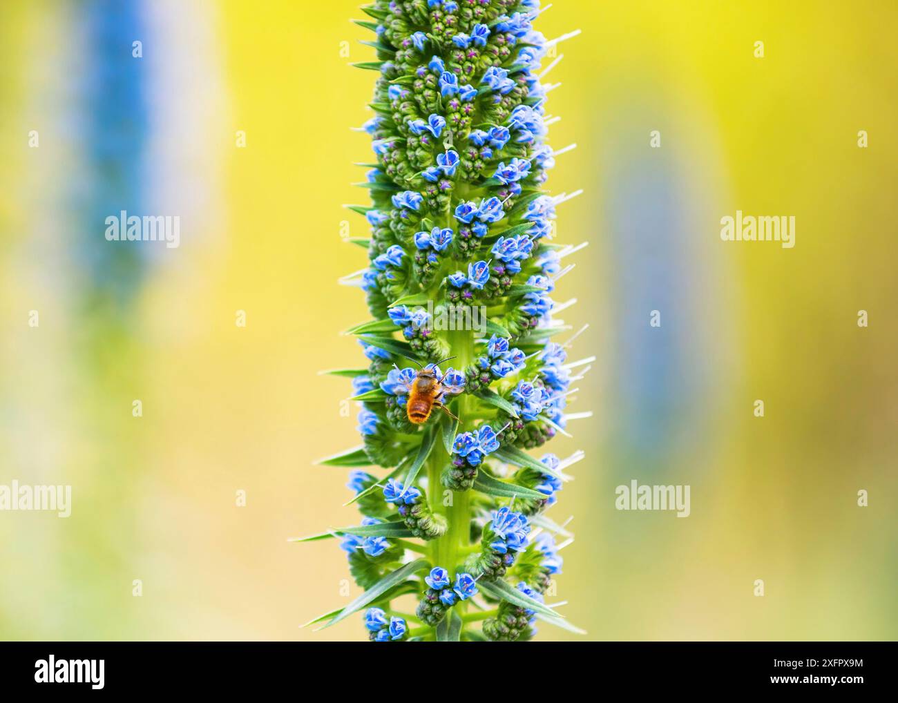 Echium Candicans Pride of Madeira blue flower spike with a blurred ...