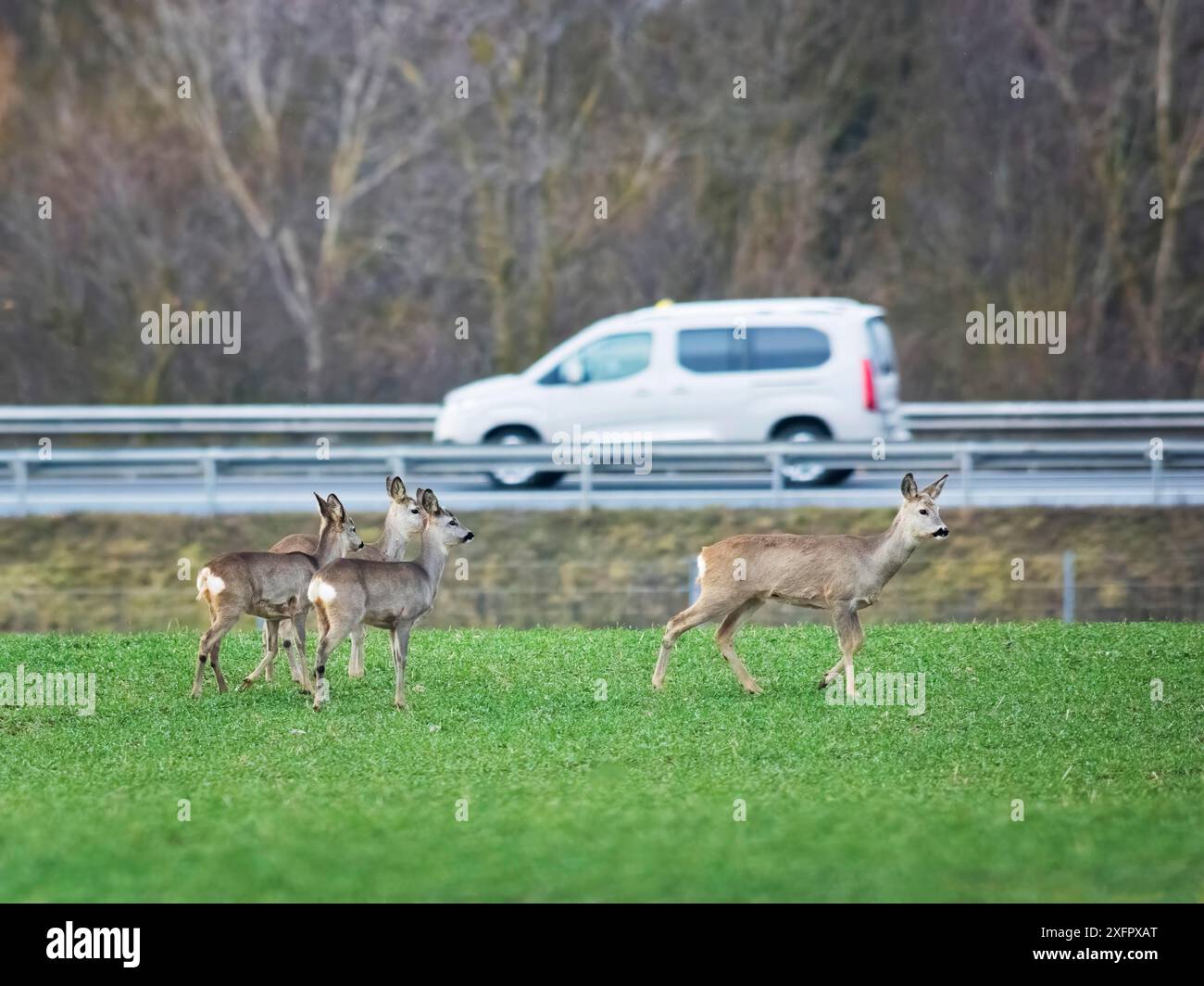Danger deer hi-res stock photography and images - Alamy