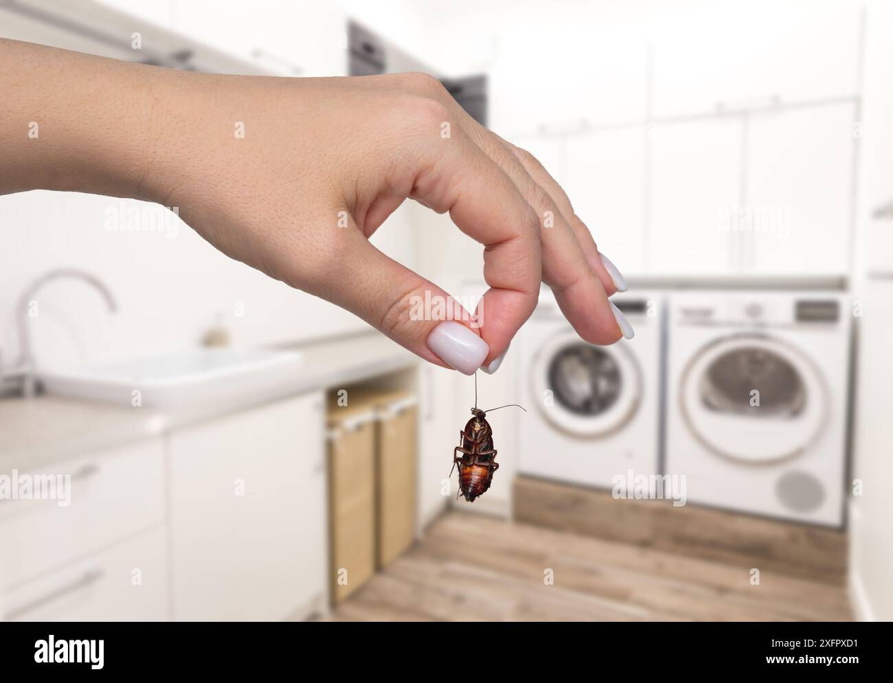 Female hand holding big dead cockroach over blurred background of ...
