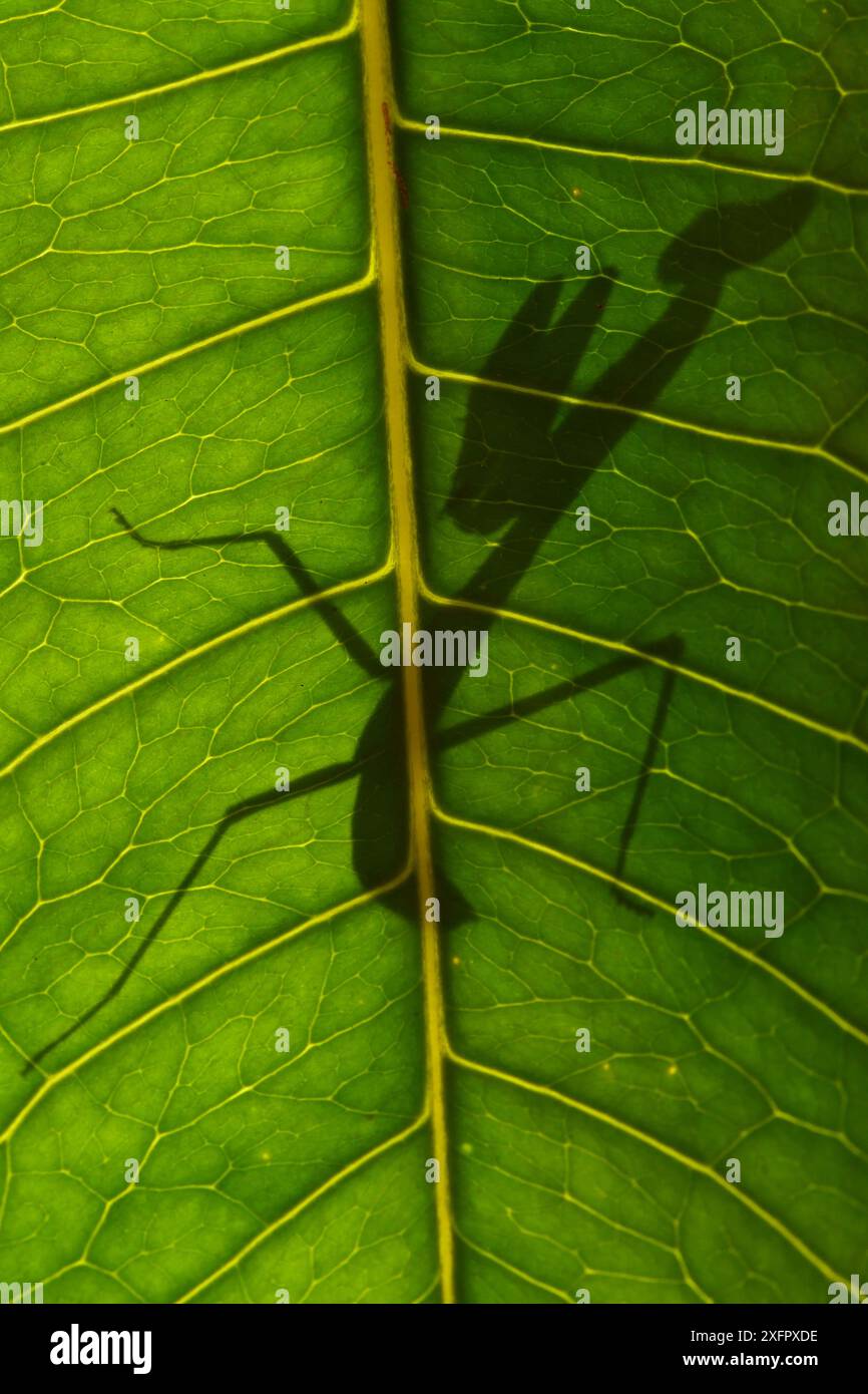 Praying mantis nymph silhouetted through leaf,. Raja Ampat, Western ...