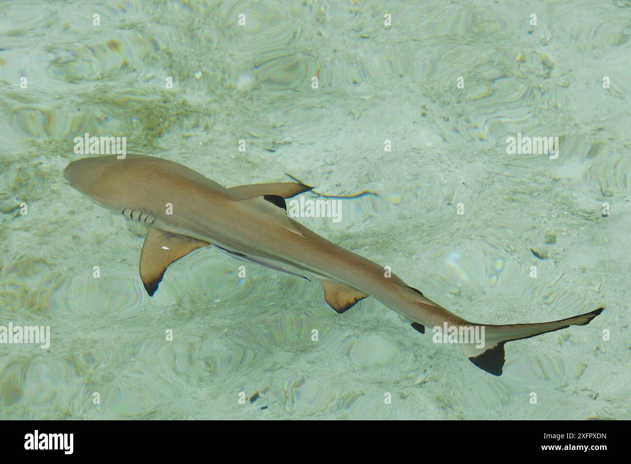 Swimming with Blacktip reef shark (Carcharhinus melanopterus) Raja ...