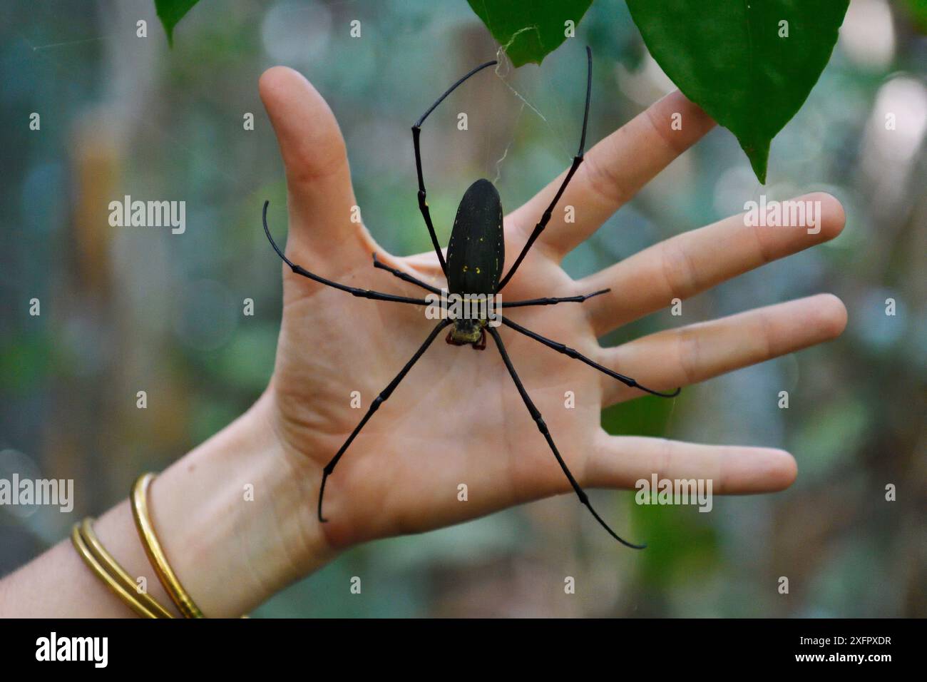 Golden orb-web spider (Nephila pilipes) on human hand, Raja Ampat ...