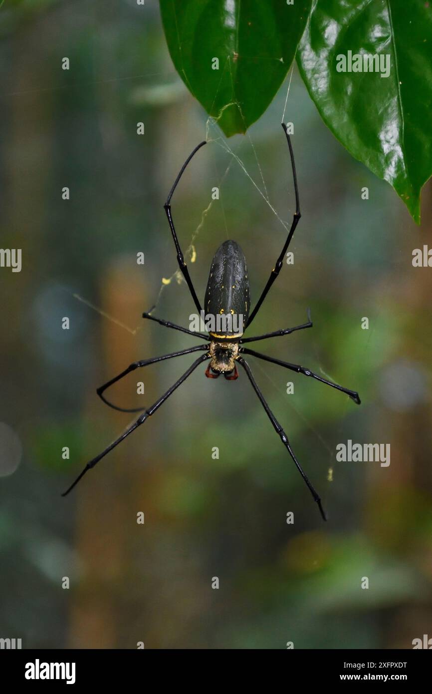 Golden orb-web spider (Nephila pilipes) Wayag, Raja Ampat, Western ...