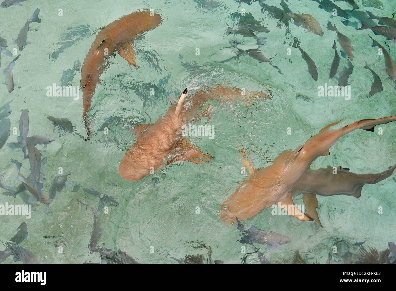 Blacktip reef sharks (Carcharhinus melanopterus) swimming in shallows ...