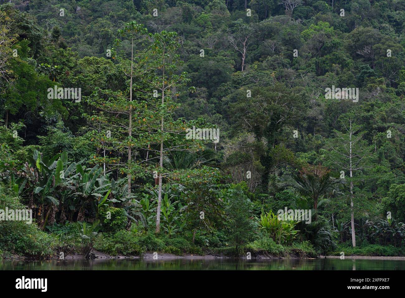 River in rainforest in Misool, Gam river, Raja Ampat, Western Papua ...