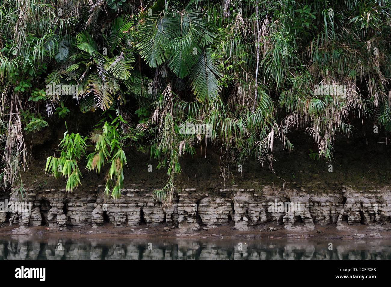 Rainforest in Gam river, Misool, Raja Ampat, Western Papua, Indonesian ...
