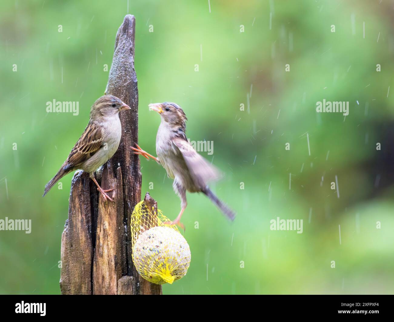 House Sparrow fighting at a seed feeder Stock Photo - Alamy