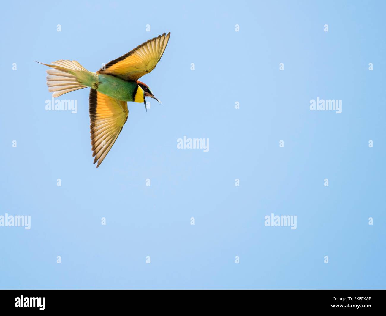 Bee Eater flying against blue sky Stock Photo - Alamy