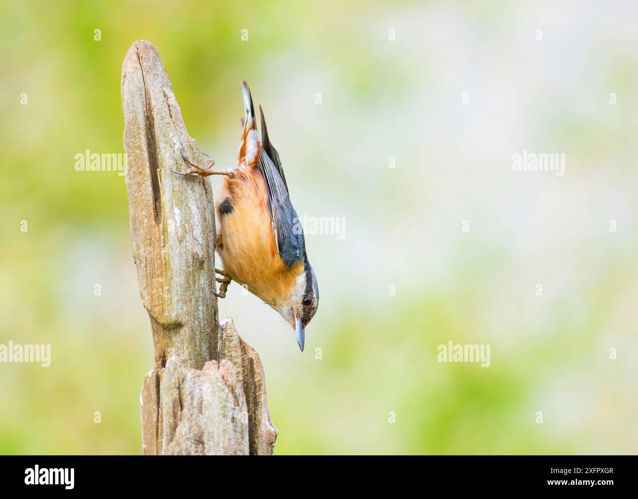Upside down nuthatch hi-res stock photography and images - Alamy