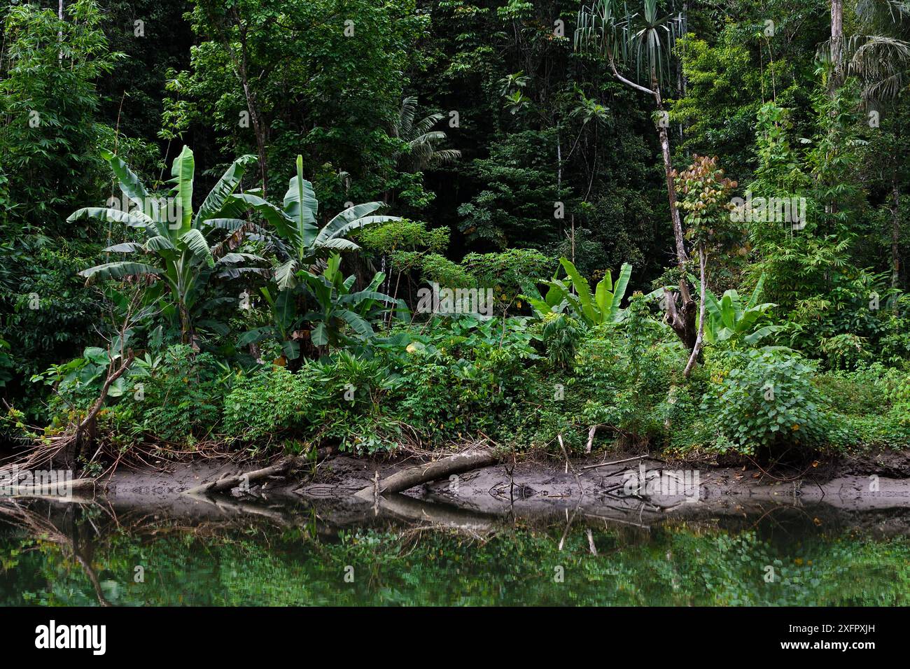 River in rainforest in Misool, Gam river, Raja Ampat, Western Papua ...