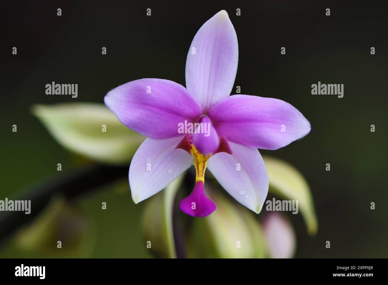 Papua new guinea flower hi-res stock photography and images - Alamy